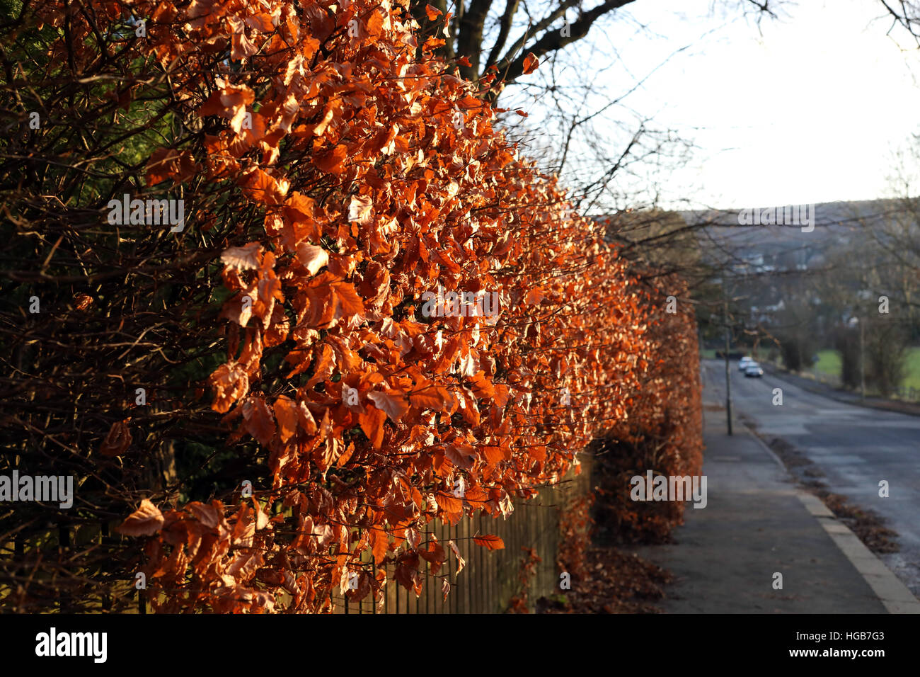 Leaves hedge hi-res stock photography and images - Alamy