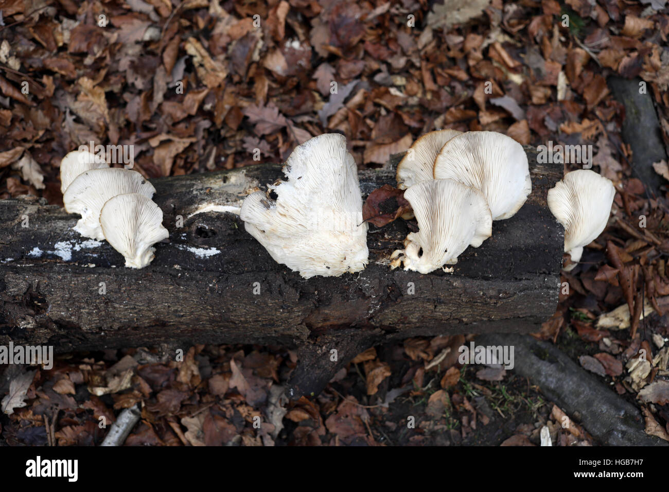 tree fungus in woods Stock Photo - Alamy