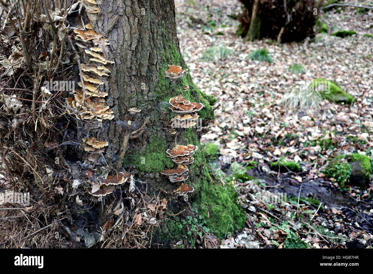 tree fungus in woods Stock Photo - Alamy