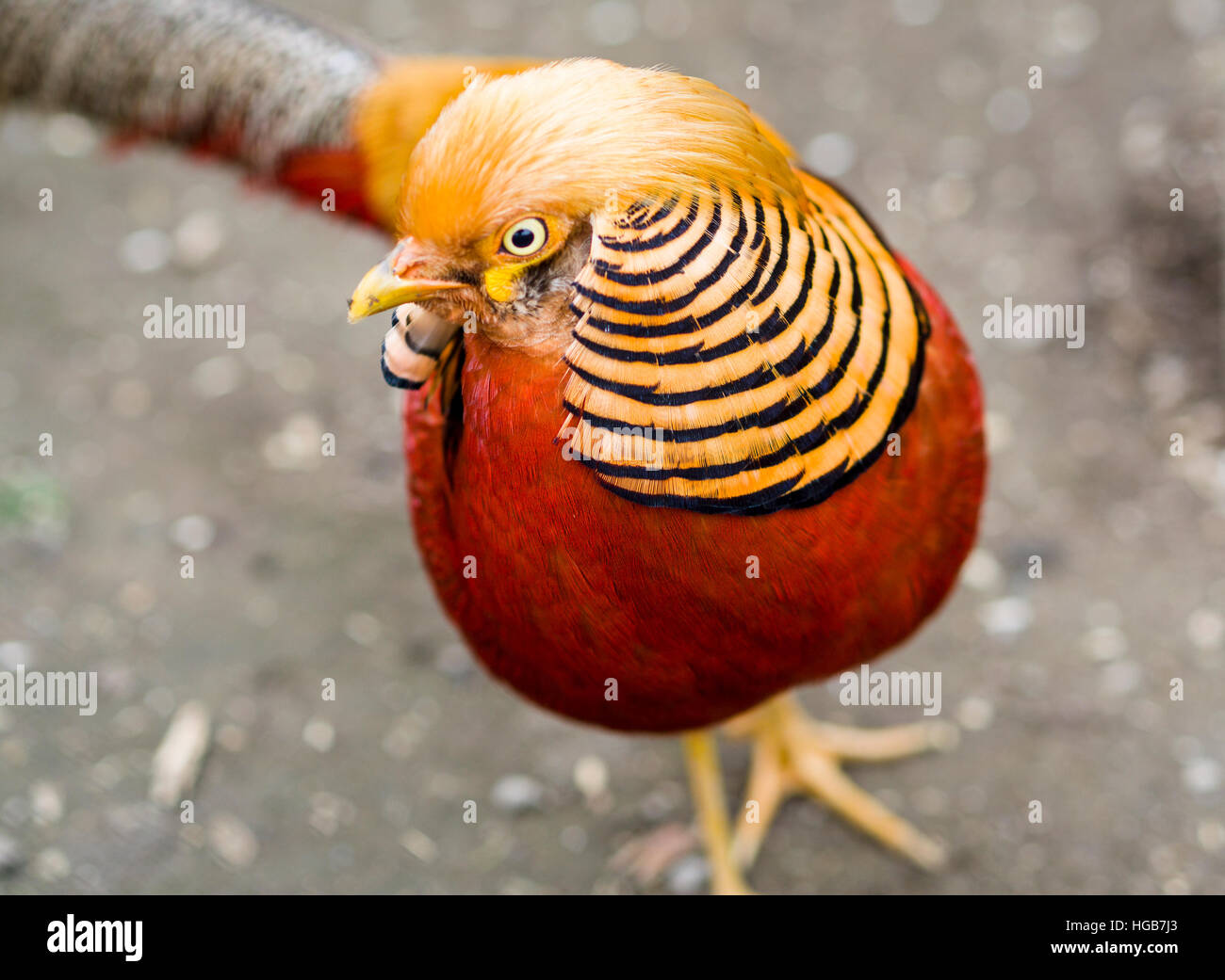Golden Pheasant in a zoo. A male golden pheasant shows off his bright orange head plumage or ...