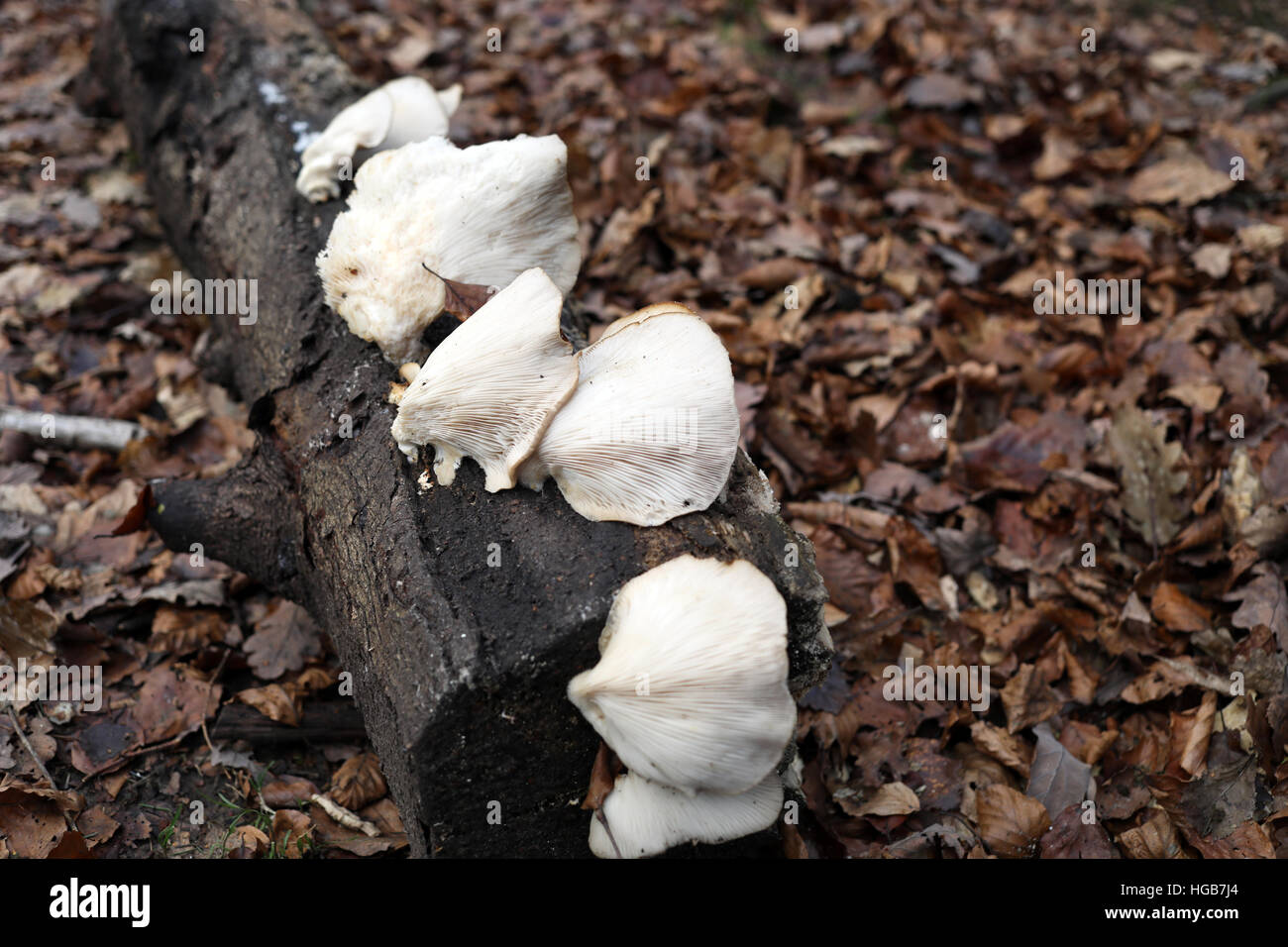 Tree fungus hi-res stock photography and images - Alamy