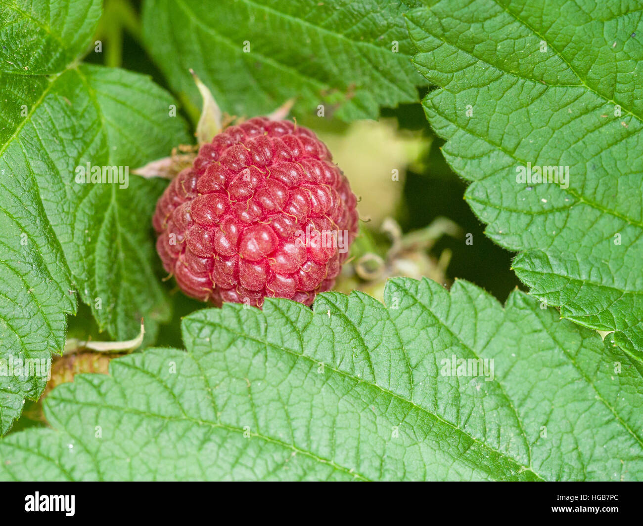 Grenville ont hi-res stock photography and images - Alamy