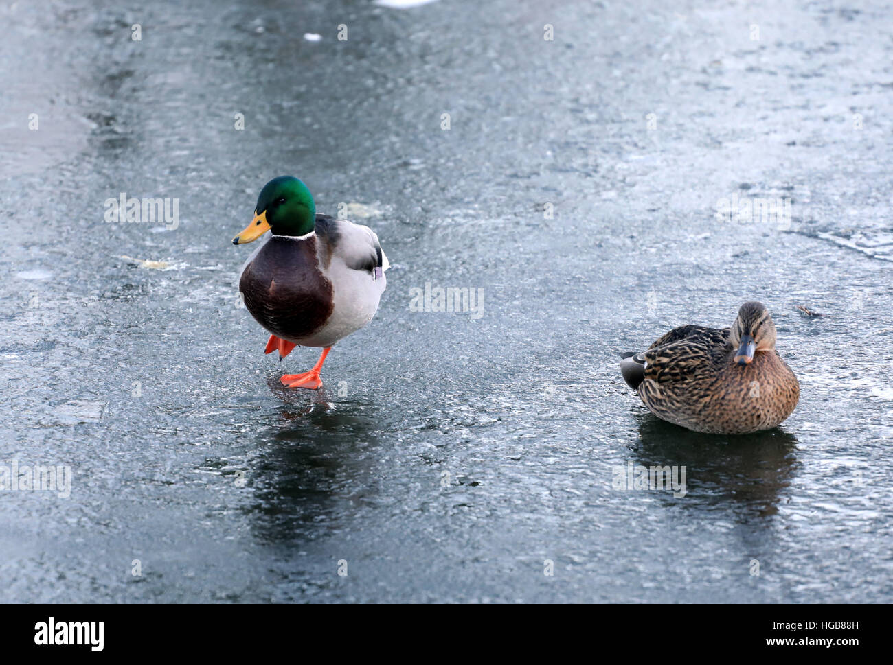 Yorkshire Dales duck frozen pond Stock Photo - Alamy