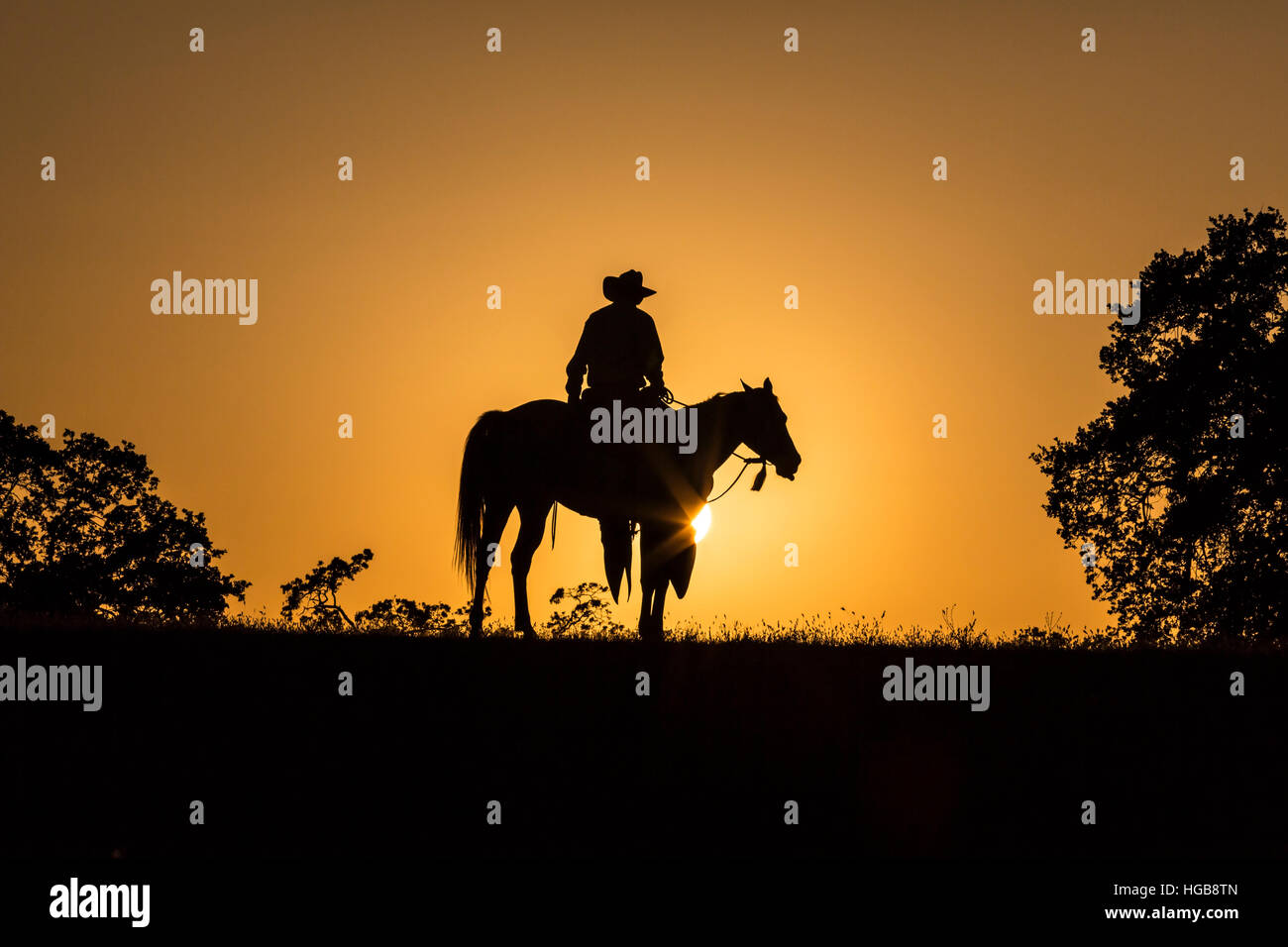 cowboy silhouetted on ridgetop at sunset on ranch Stock Photo - Alamy