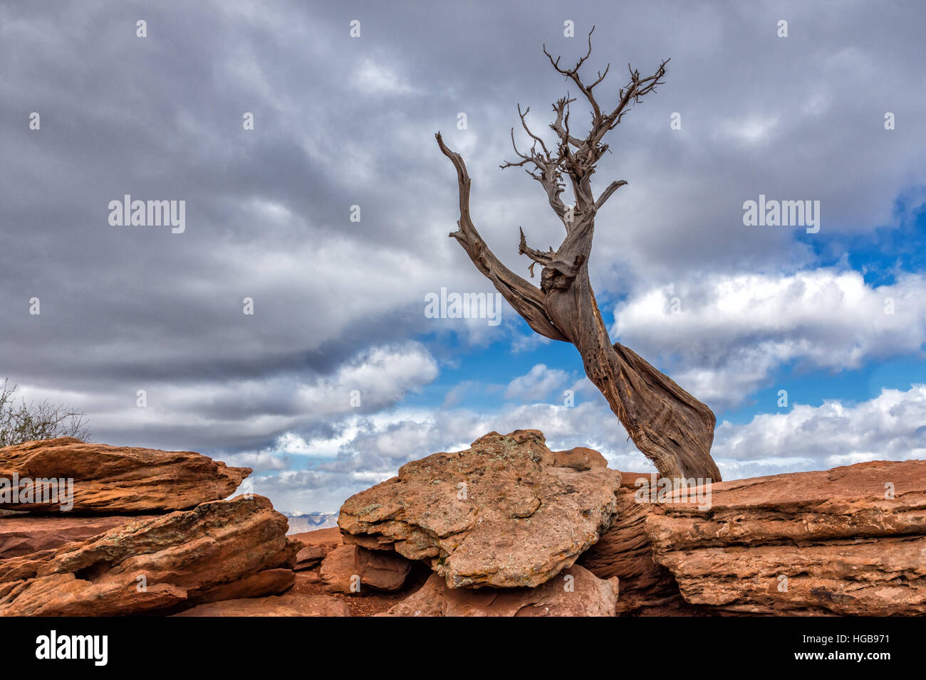 Old dead cedar tree with canyons and sky Stock Photo - Alamy