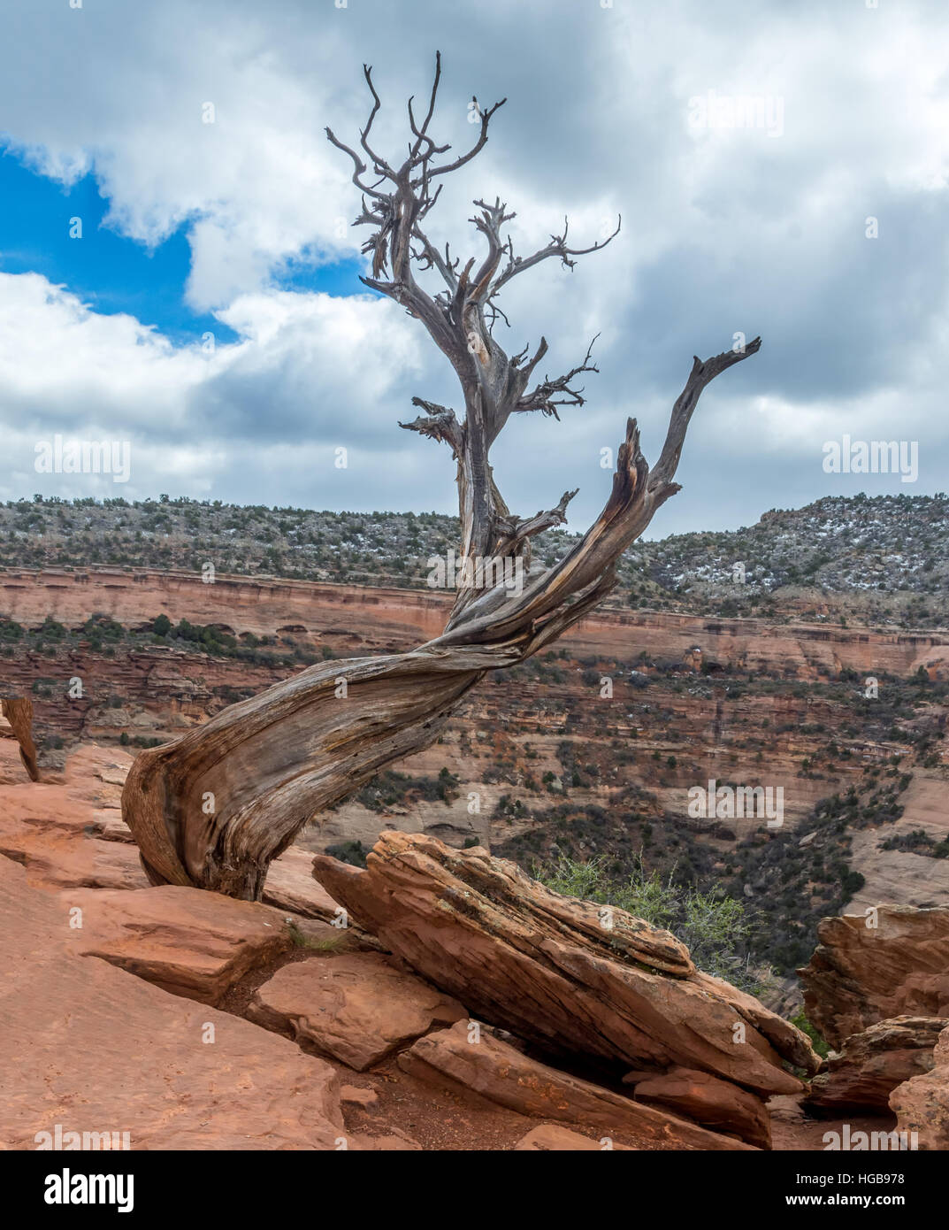 Old dead cedar tree with canyons and sky Stock Photo - Alamy
