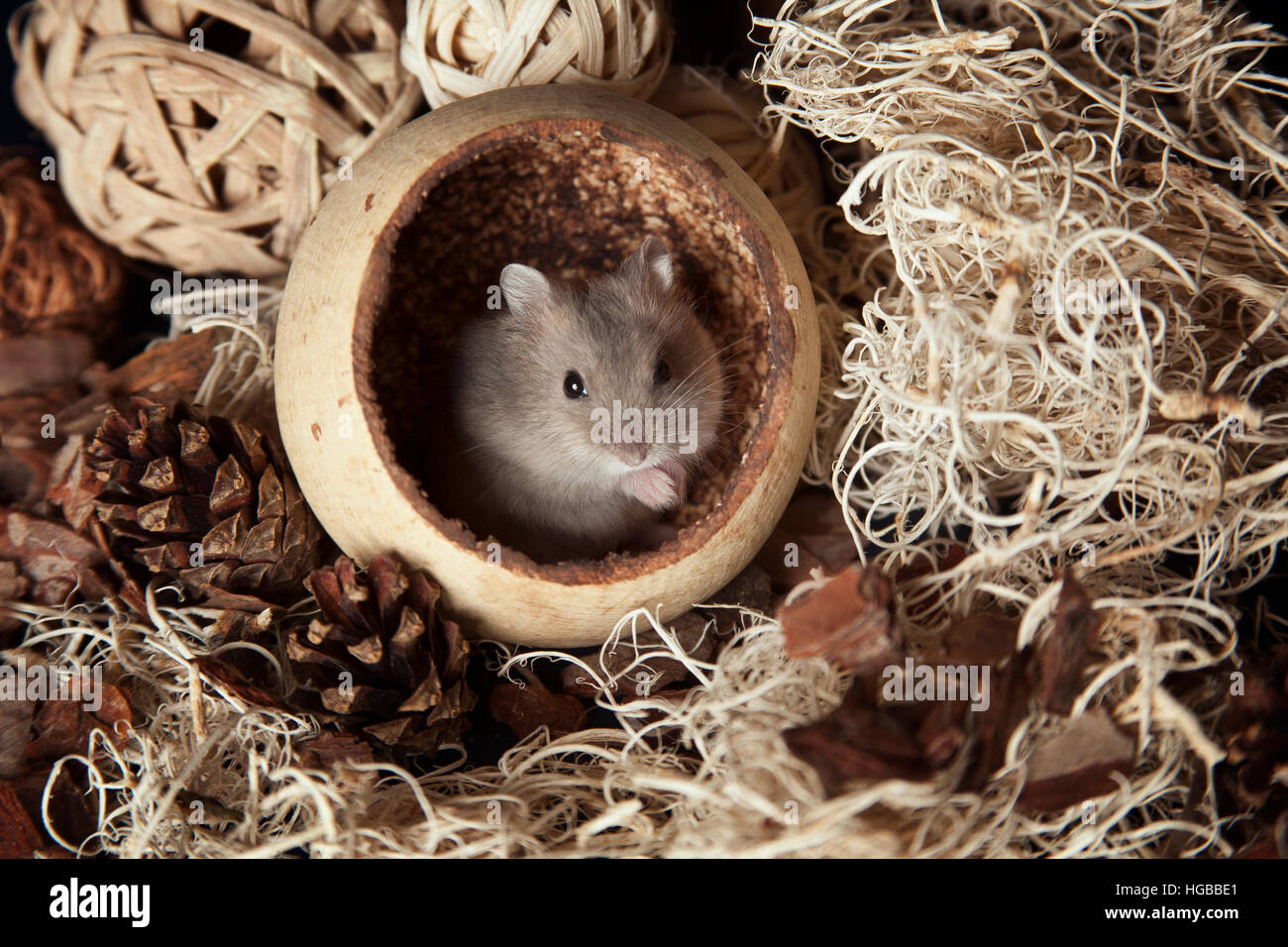 Siberian hamster hi-res stock photography and images - Alamy