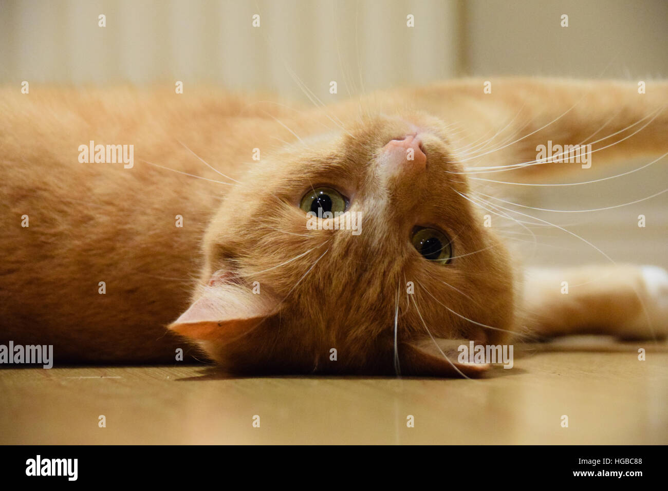 Rolling around on floor hi-res stock photography and images - Alamy