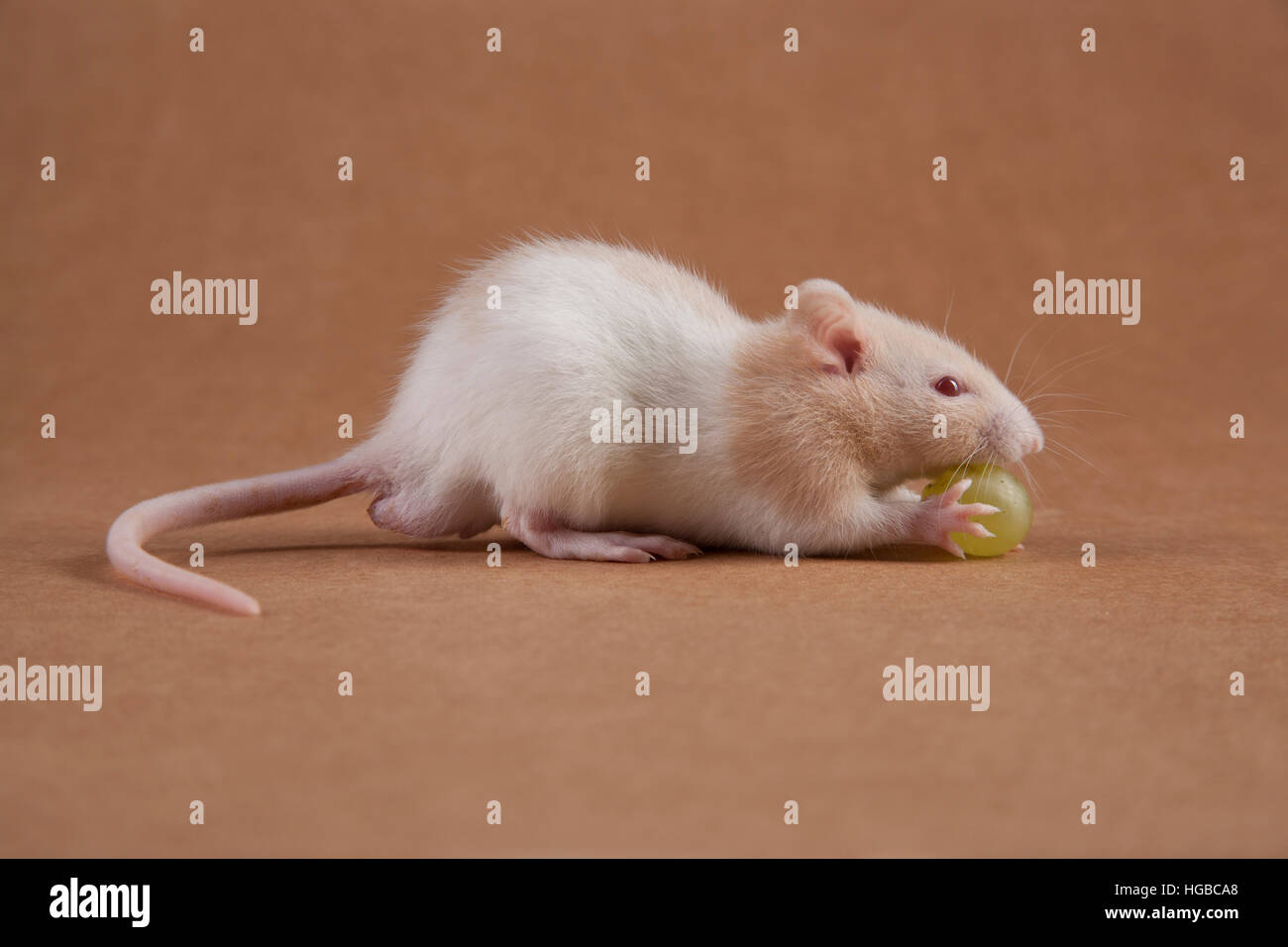 Baby rat hi-res stock photography and images - Alamy