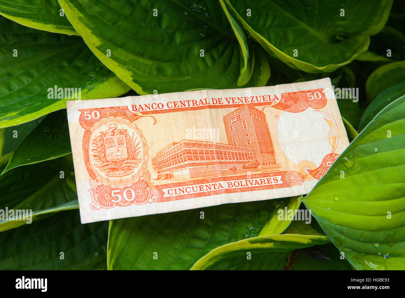 Fifty Venezuelan bolivares bank note on the leaves in the forest Stock ...
