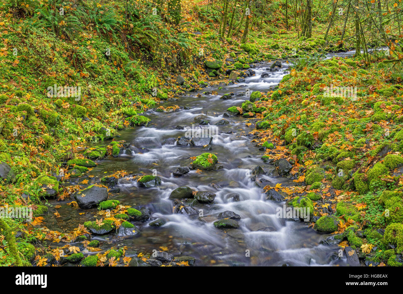 USA, Oregon, Columbia River Gorge National Scenic Area, Gorton Creek ...