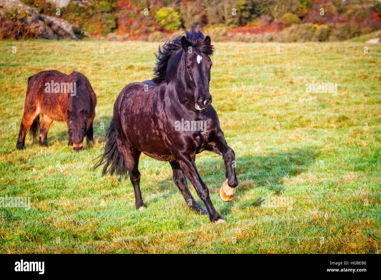 Black horse galloping around a rocky field near to Trearddur Bar ...