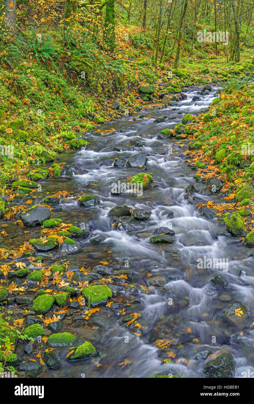 USA, Oregon, Columbia River Gorge National Scenic Area, Gorton Creek ...