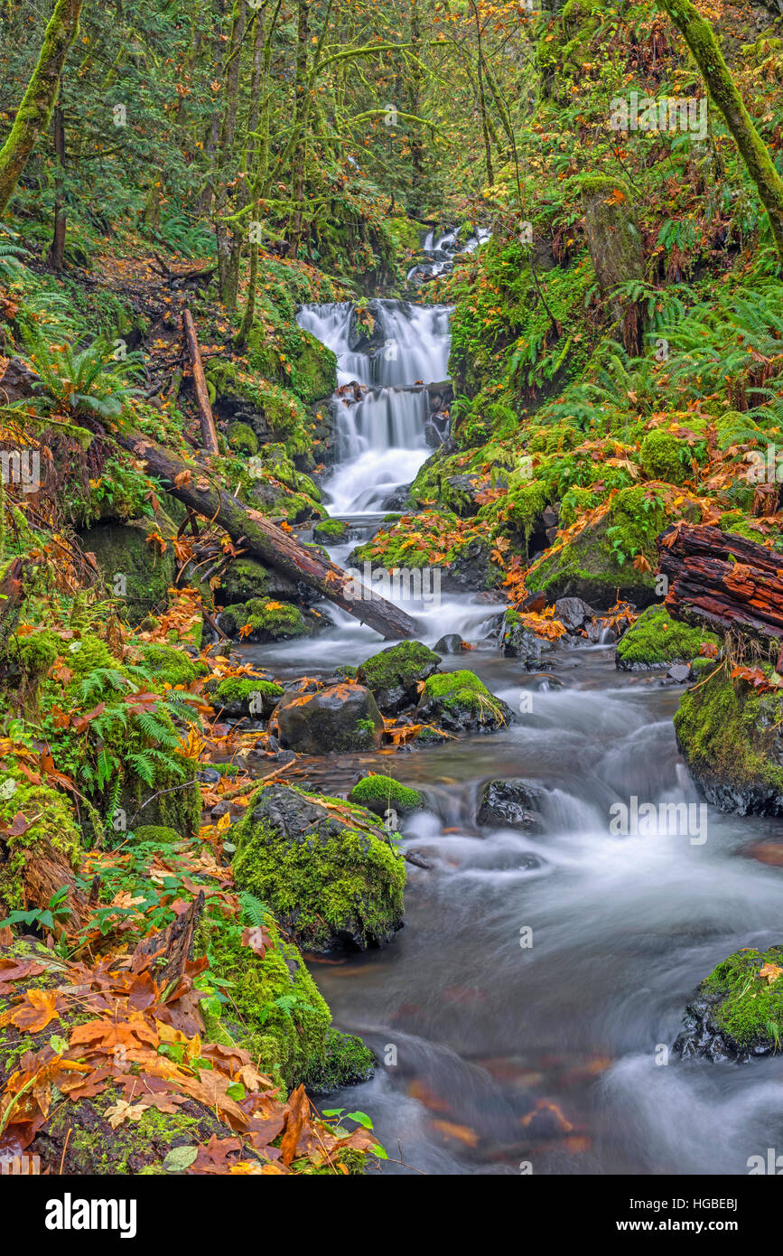 USA, Oregon, Columbia River Gorge National Scenic Area, Emerald Falls ...