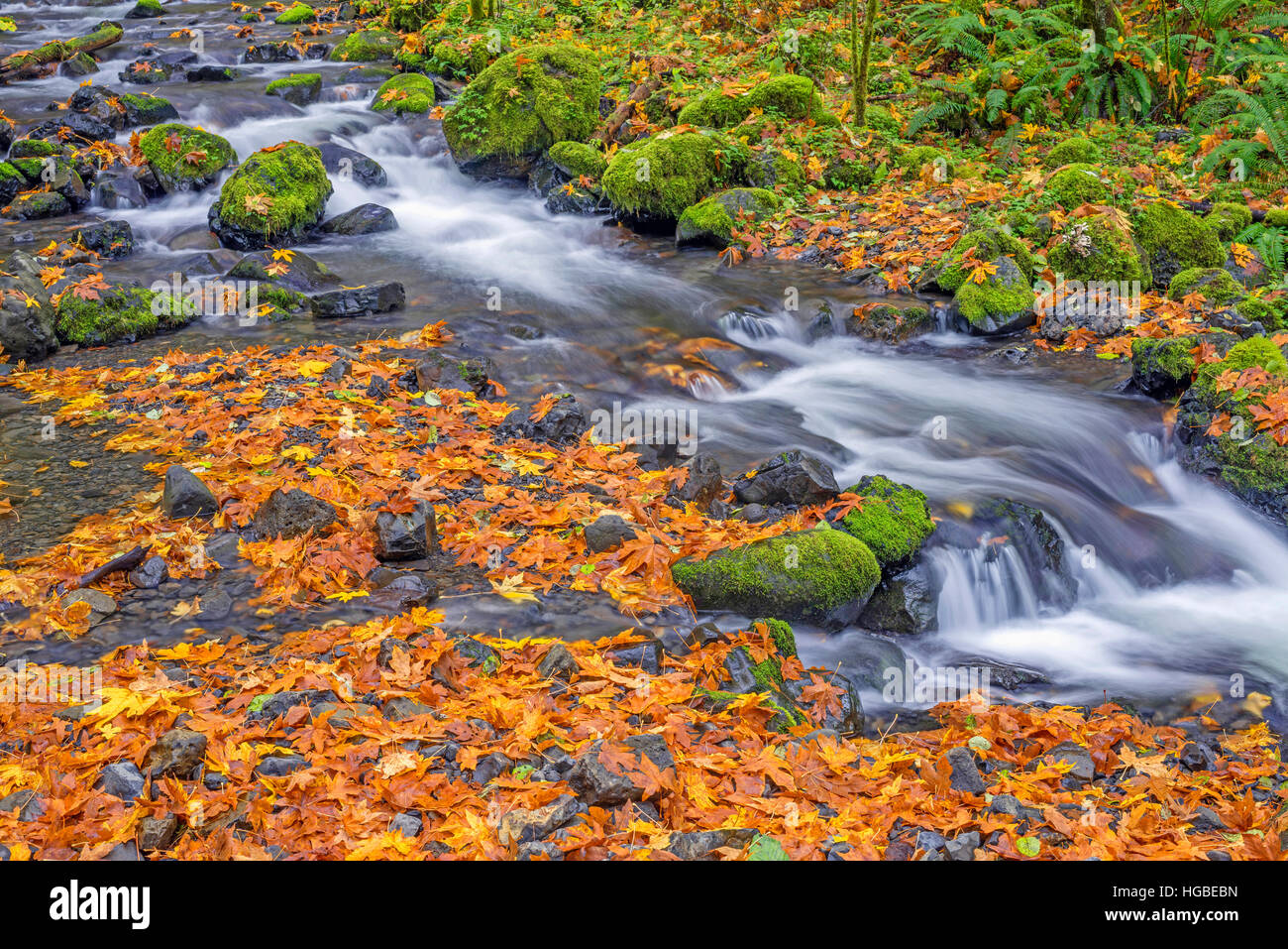 USA, Oregon, Columbia River Gorge National Scenic Area, Gorton Creek ...