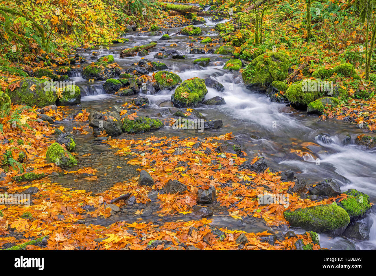 USA, Oregon, Columbia River Gorge National Scenic Area, Gorton Creek in ...