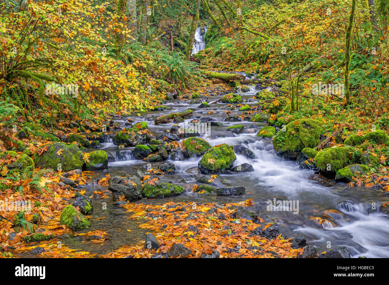 USA, Oregon, Columbia River Gorge National Scenic Area, Gorton Creek in ...