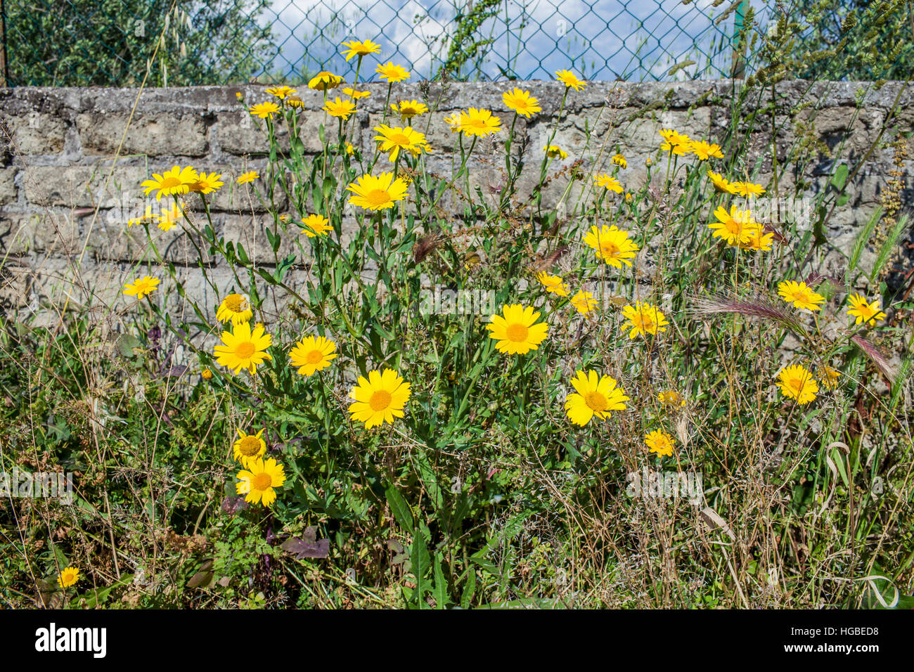 Springtime Rural Background Stock Photo - Alamy