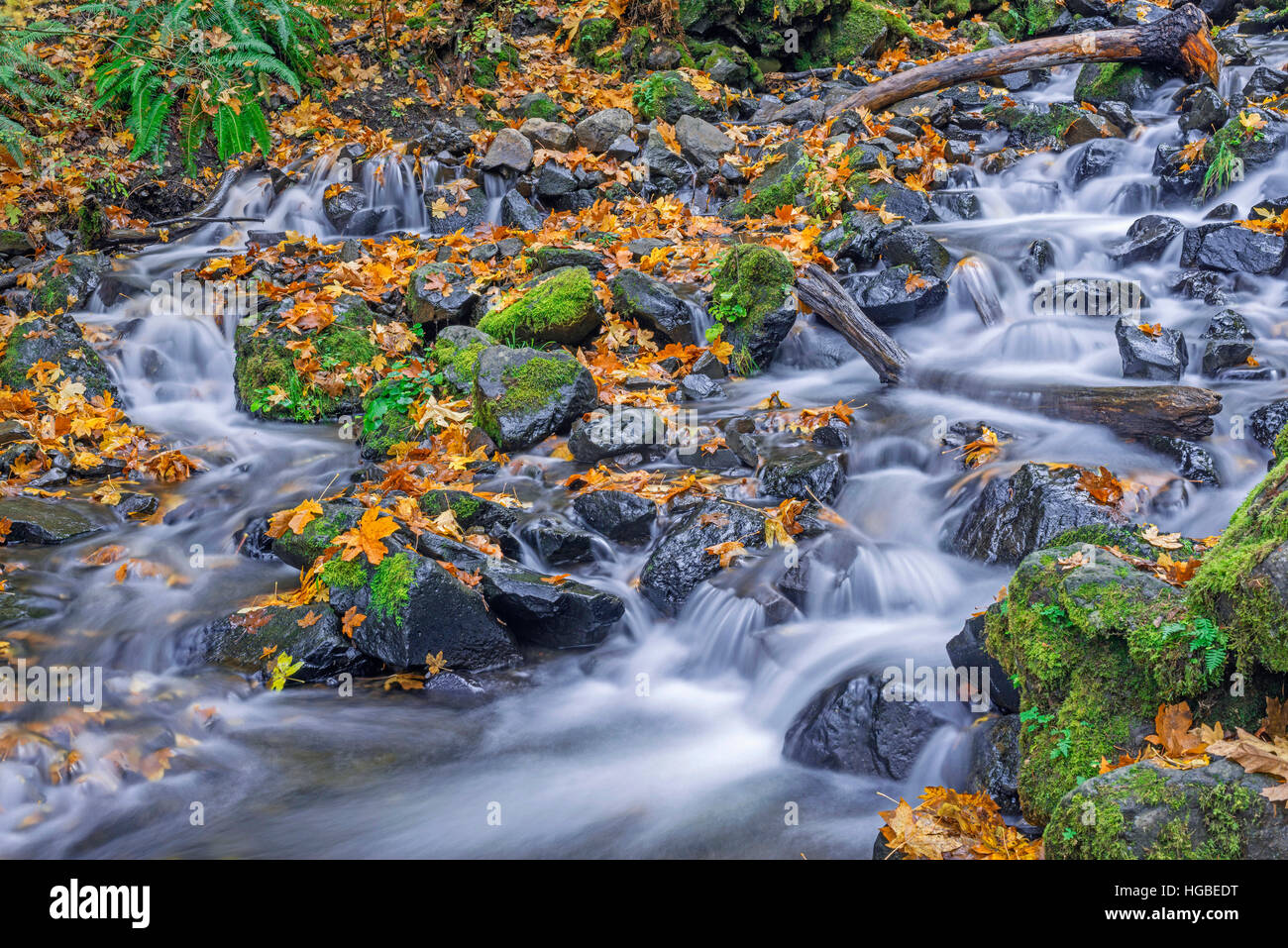 USA, Oregon, Columbia River Gorge National Scenic Area, Starvation ...