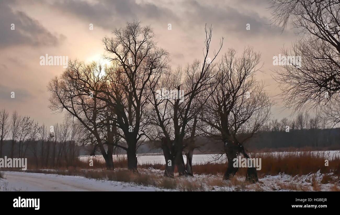 Winter sunset treetops sunlight snow landscape Stock Photo - Alamy