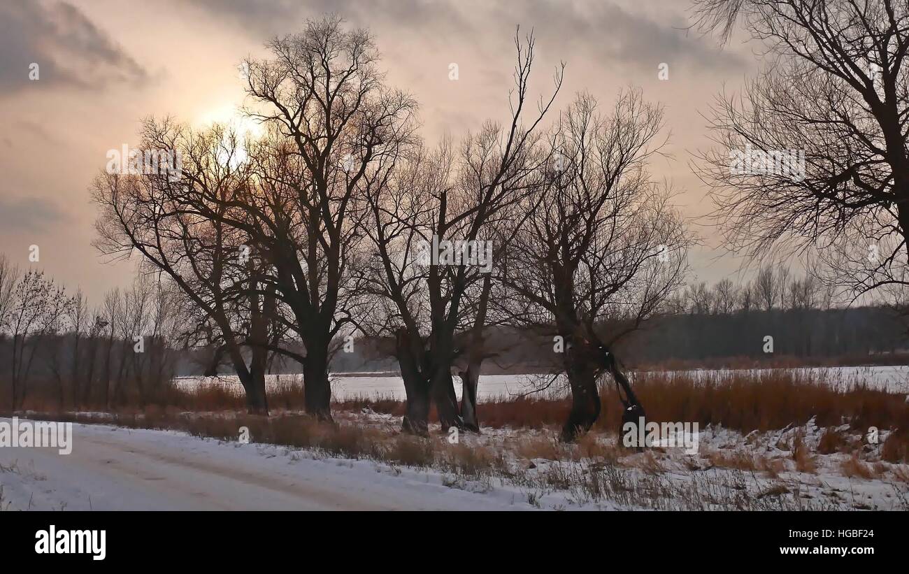 Winter sunset treetops sunlight snow landscape Stock Photo - Alamy
