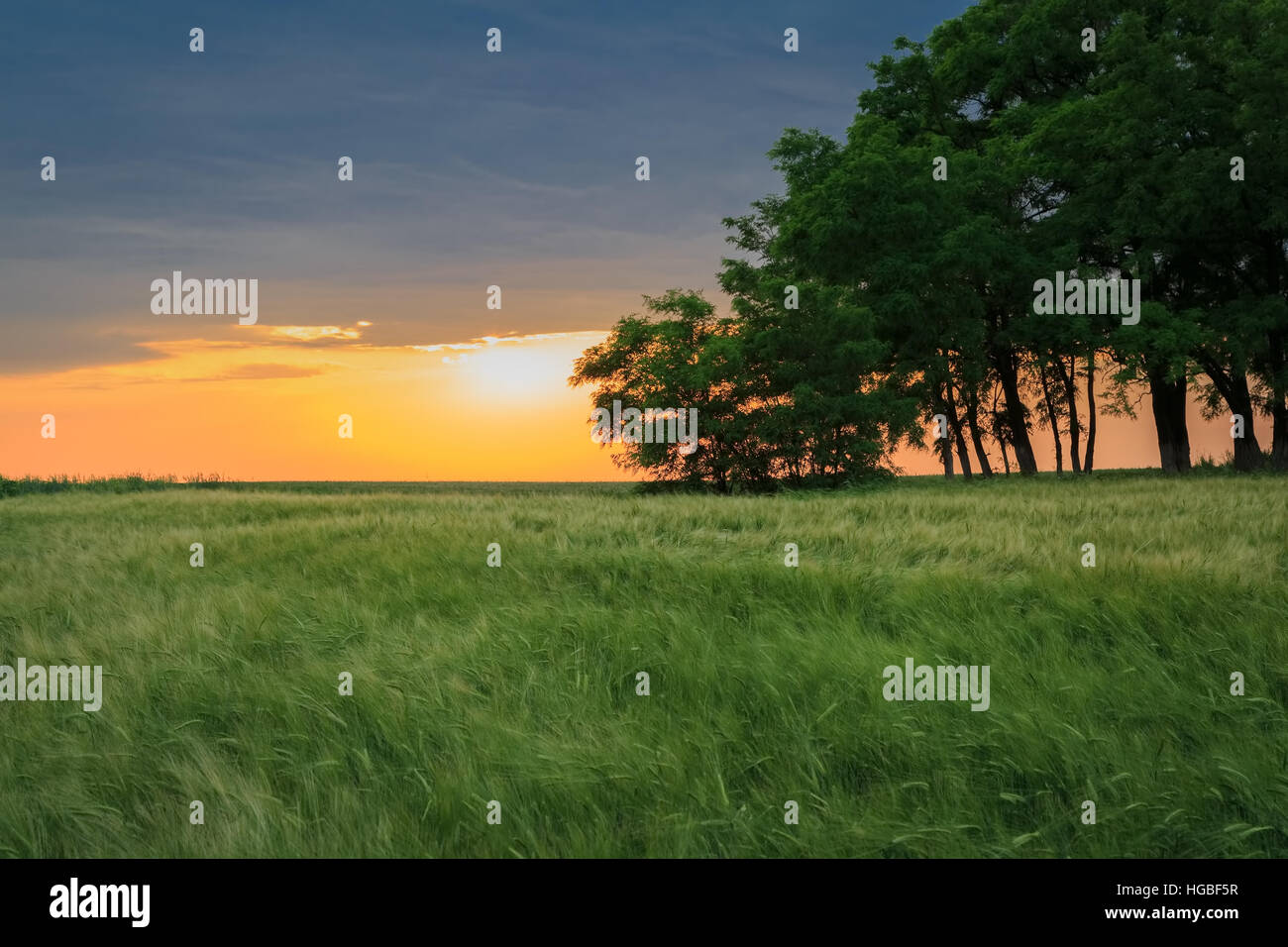Colorful sunset over a green field of wheat Stock Photo - Alamy