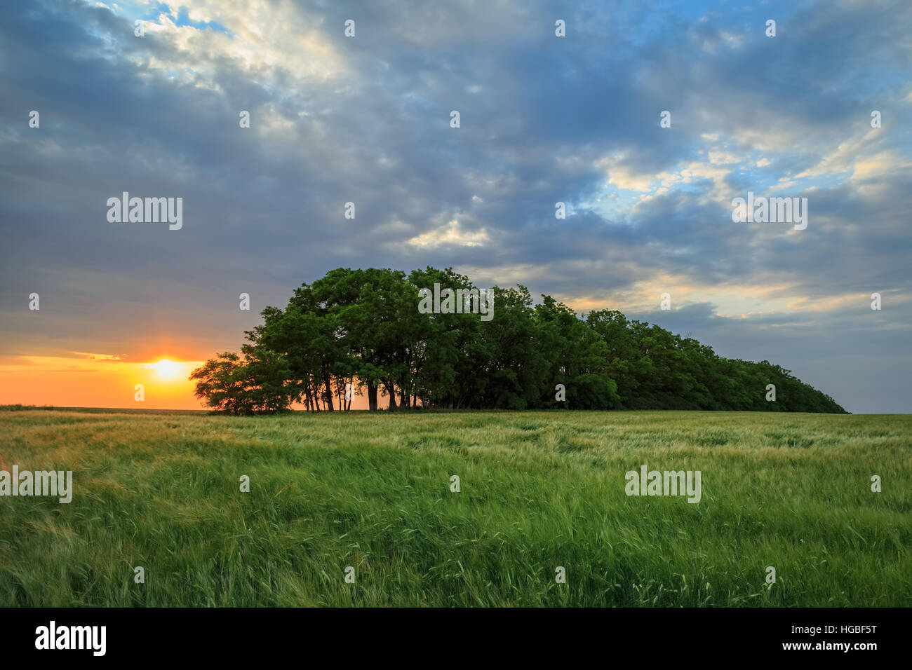 Colorful tree forest sunset sun hi-res stock photography and images - Alamy