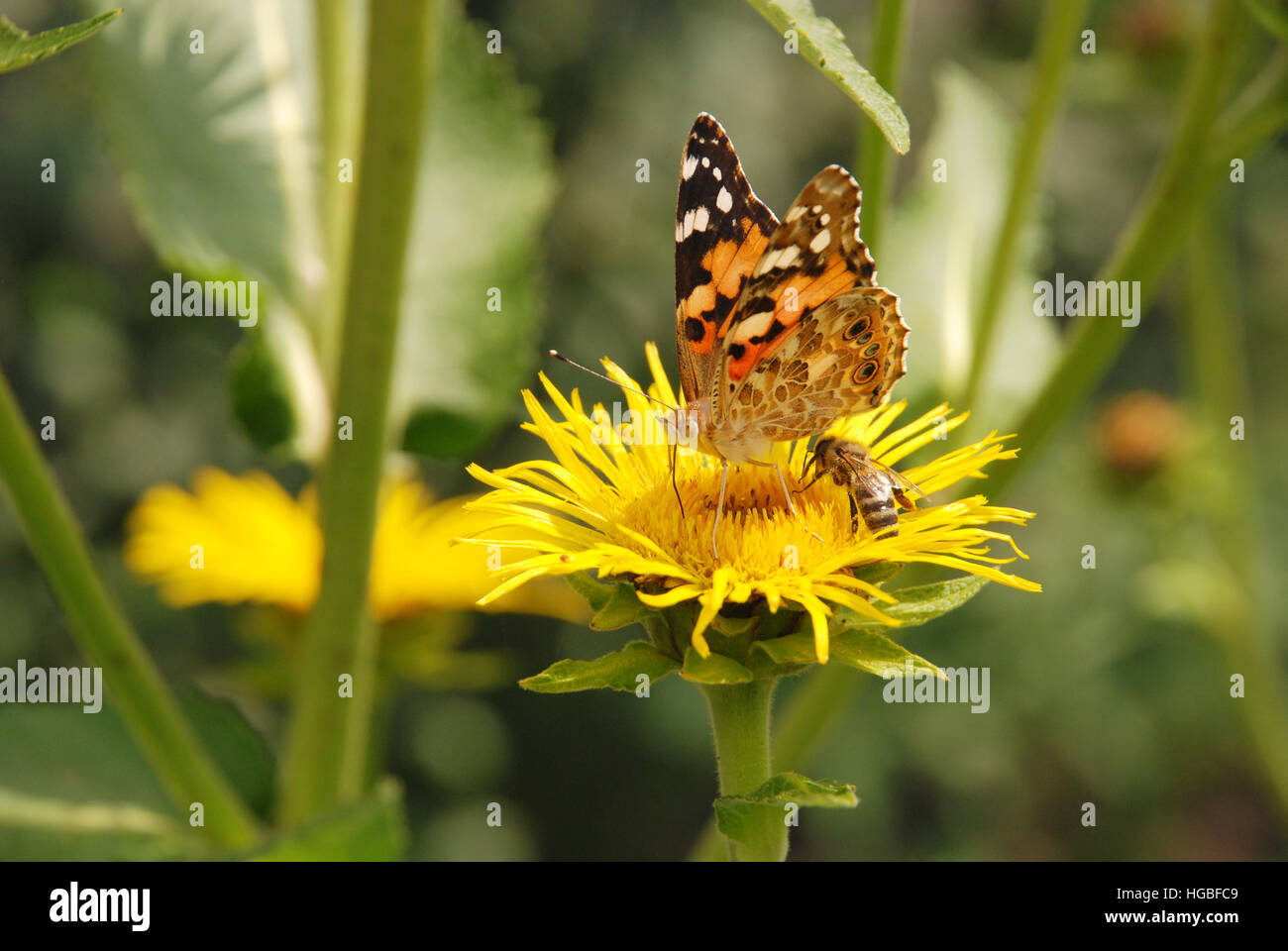 Honey bee and butterfly covered with yellow pollen, drink nectar from ...