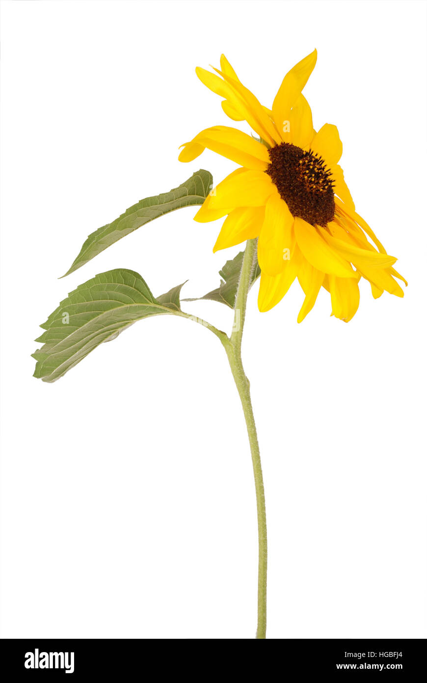 Sunflower isolate hi-res stock photography and images - Alamy
