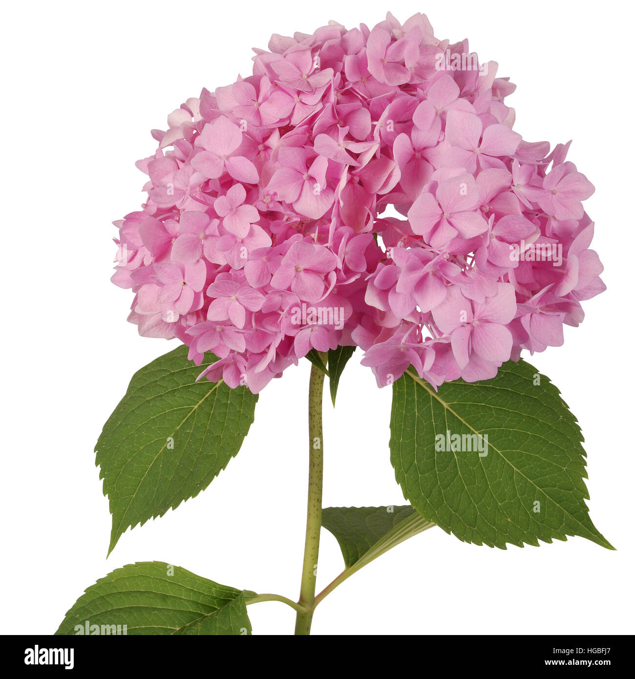 Pink flower hydrangea on white background. Clipping path inside Stock ...