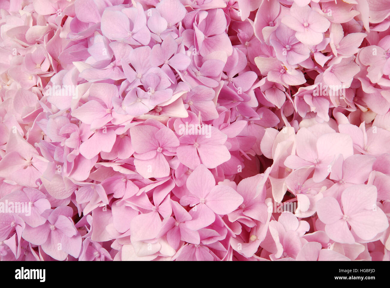 Beautiful Pink hydrangeas flower background. Natural color Stock Photo ...