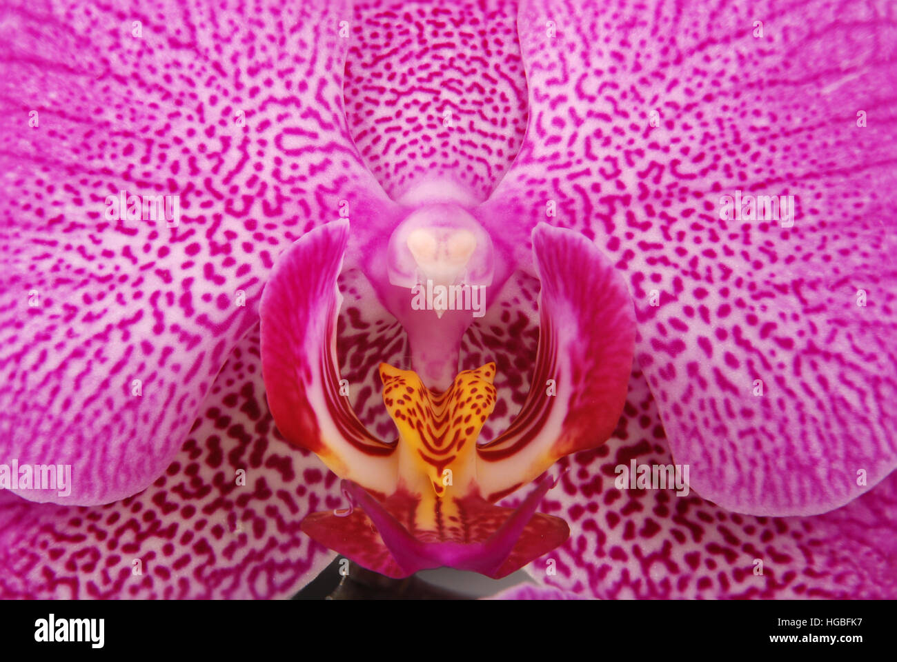 Purple orchid flower with veins close up Stock Photo - Alamy