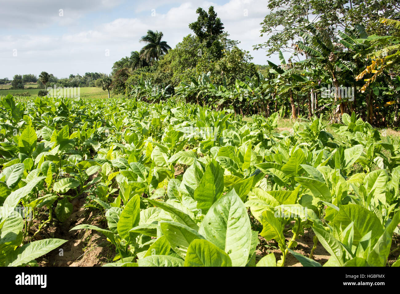 Cigar fields hi-res stock photography and images - Alamy