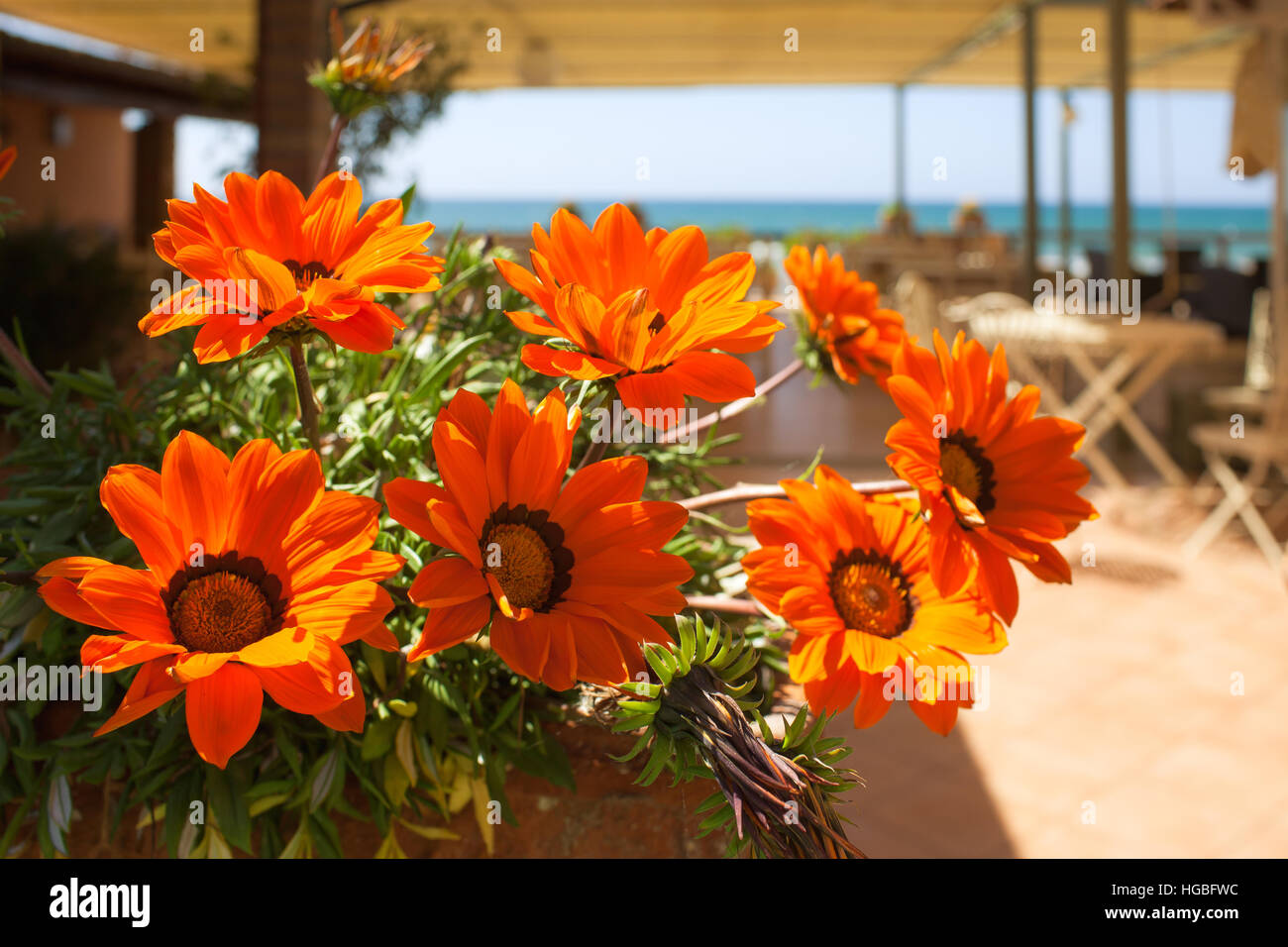Sunkissed flower hi-res stock photography and images - Alamy