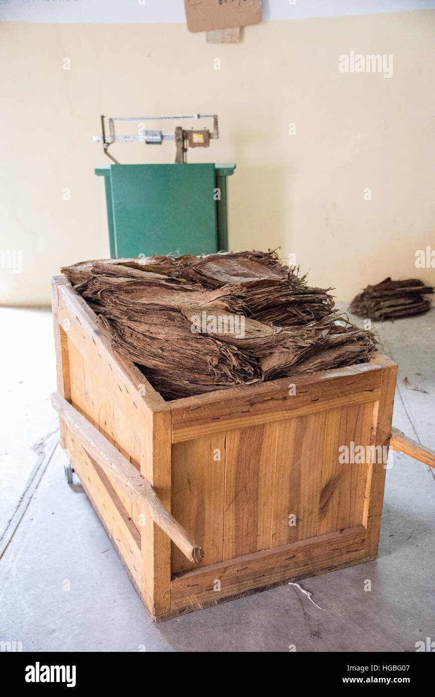 Bale of tobacco hi-res stock photography and images - Alamy