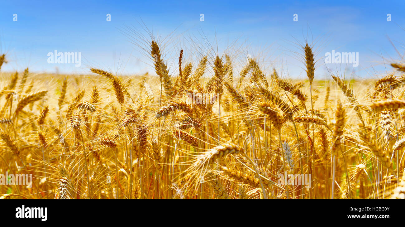 Grain field landscape hi-res stock photography and images - Alamy