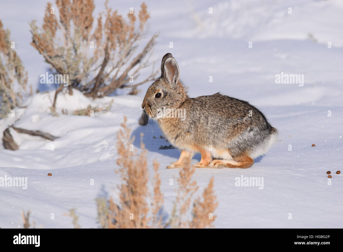 Small Cottontail Rabbit carefully making his way to his den Stock Photo ...