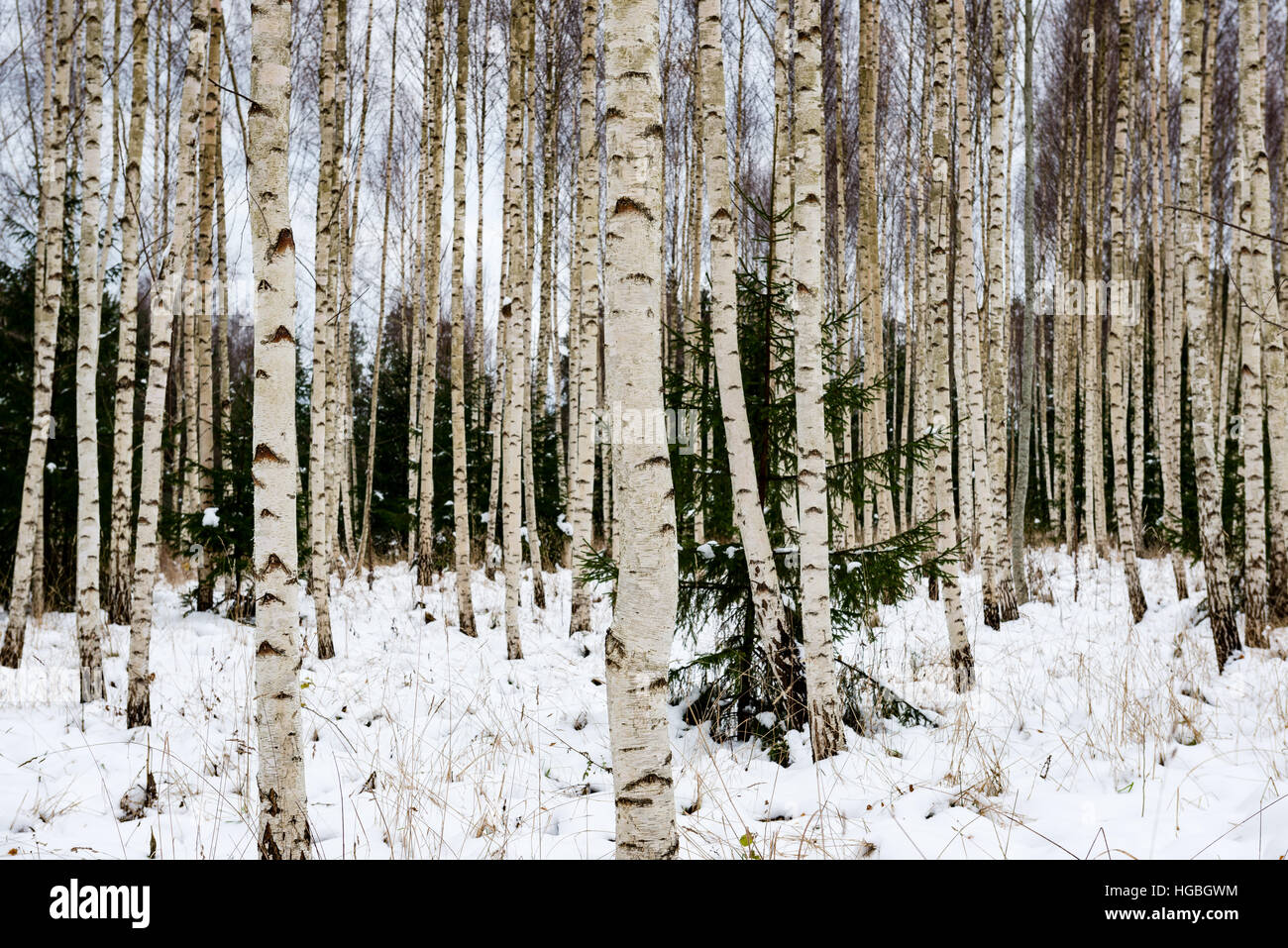 birch trees with branches and leaves in winter snow Stock Photo - Alamy