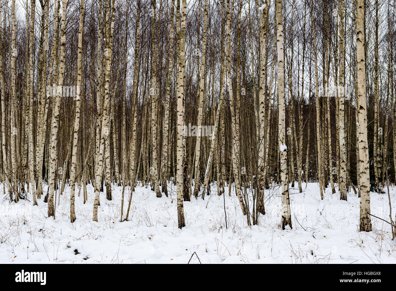 birch trees with branches and leaves in winter snow Stock Photo - Alamy
