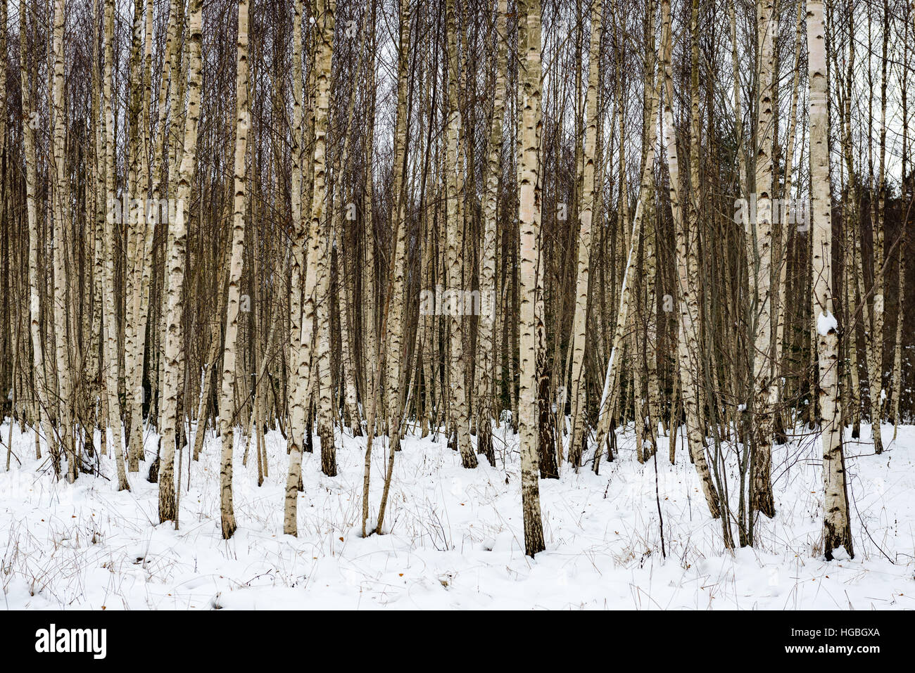 birch trees with branches and leaves in winter snow Stock Photo - Alamy