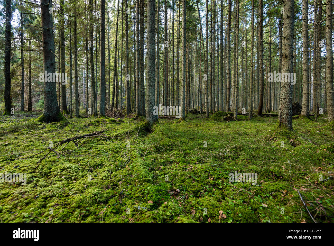 moss covered tree trunks in rows in ancient forest with low winter sun ...