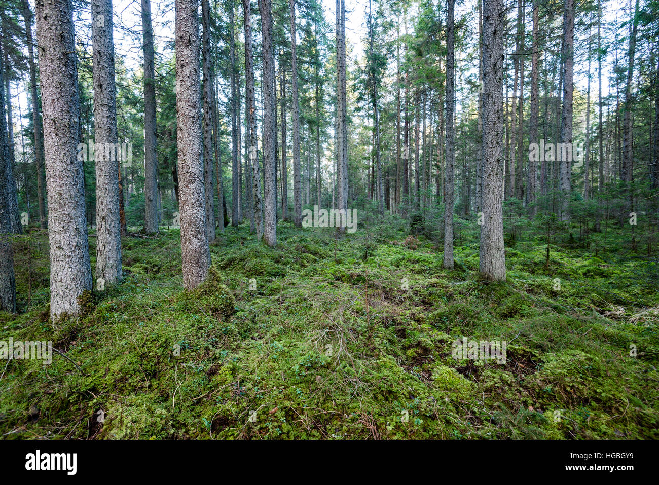 moss covered tree trunks in rows in ancient forest with low winter sun ...