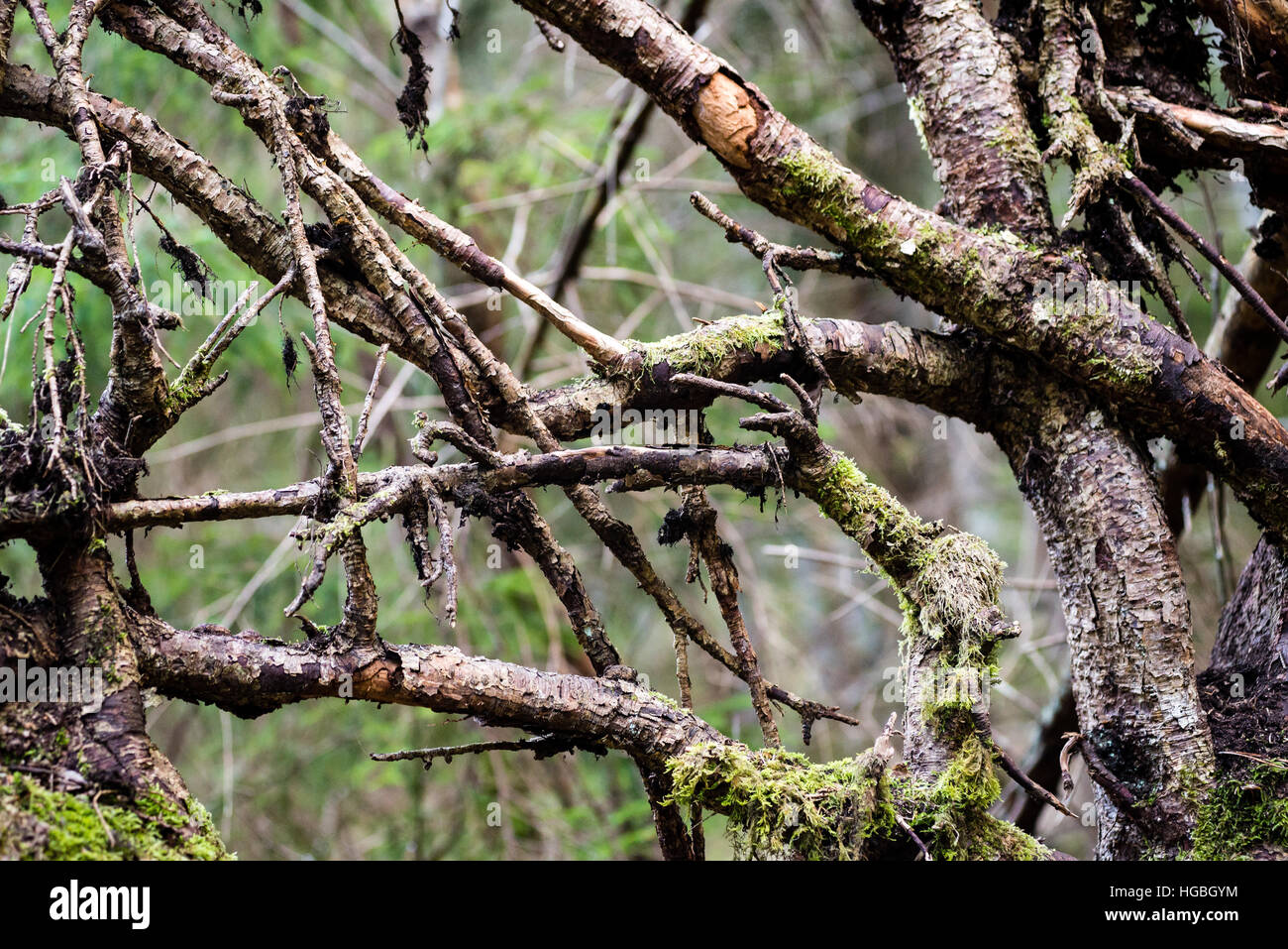 moss covered tree trunks in rows in ancient forest with low winter sun ...