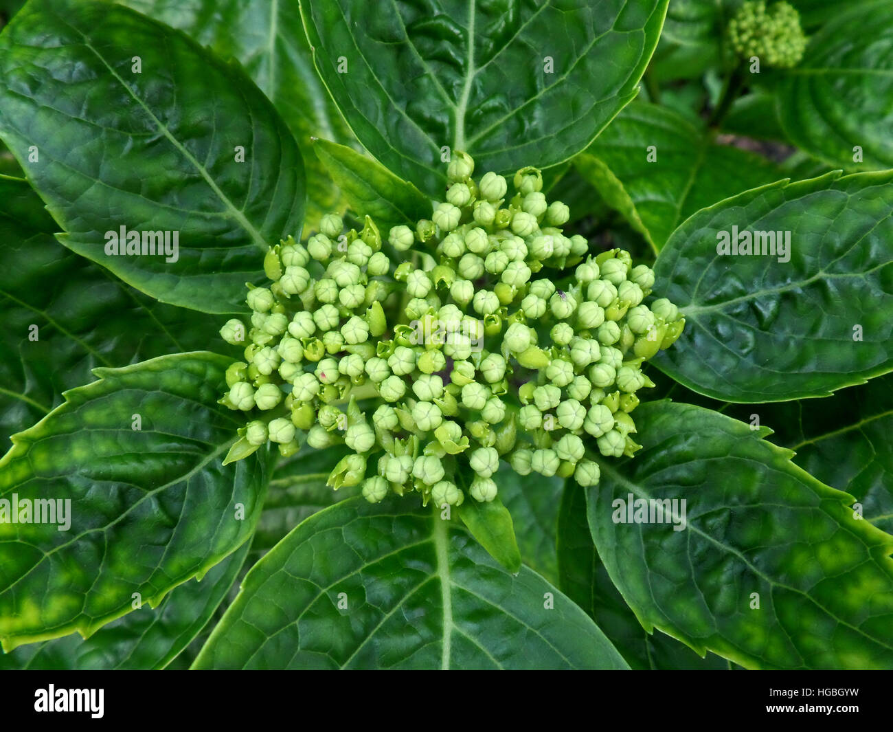 Bigleaf Hydrangea Buds