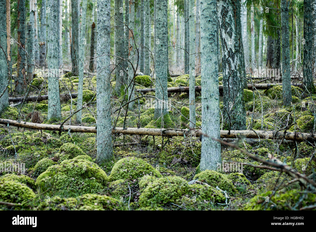 moss covered tree trunks in rows in ancient forest with low winter sun ...