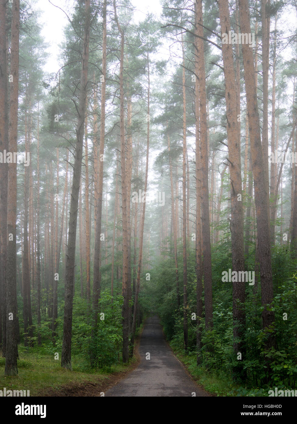 misty tree branches in bright sunlight in forest Stock Photo - Alamy