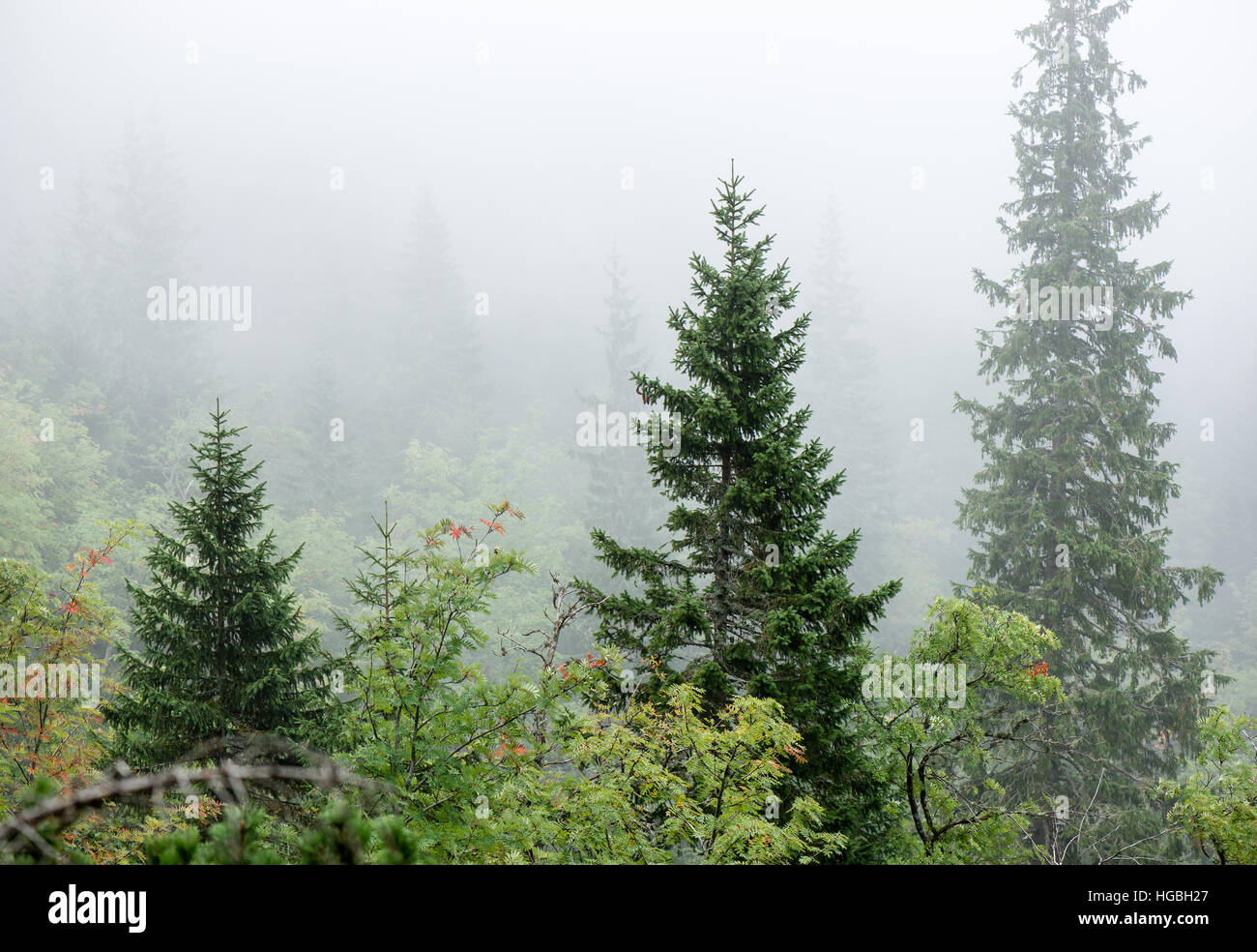 panoramic view of misty forest. far horizon Stock Photo - Alamy