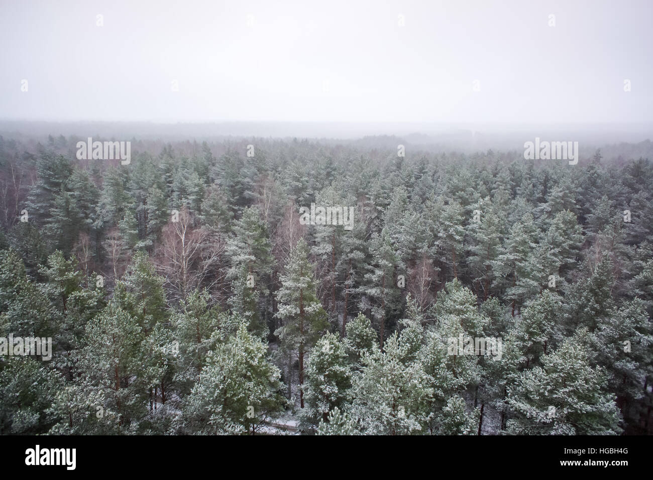 panoramic view of misty forest. far horizon Stock Photo - Alamy