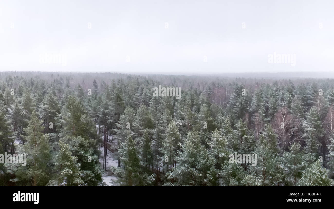 Panoramic view misty forest far hi-res stock photography and images - Alamy