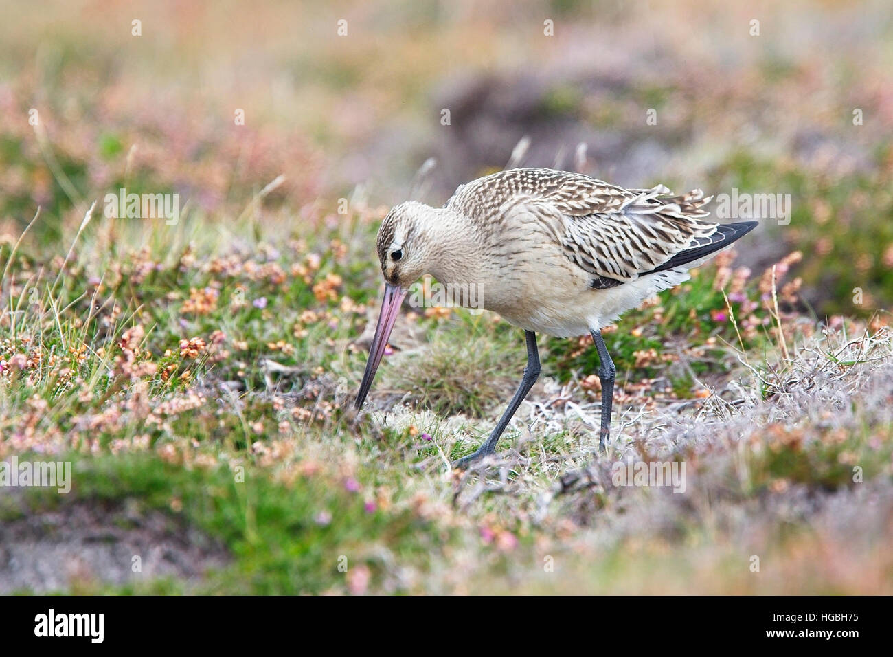 Juvenile Bar-tailed Godwit (Limosa lapponica) on the moors at Gwennap ...